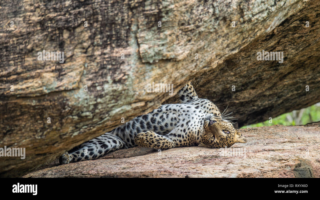 Leopard on a rock. The Female of Sri Lankan leopard . Scientific name ...