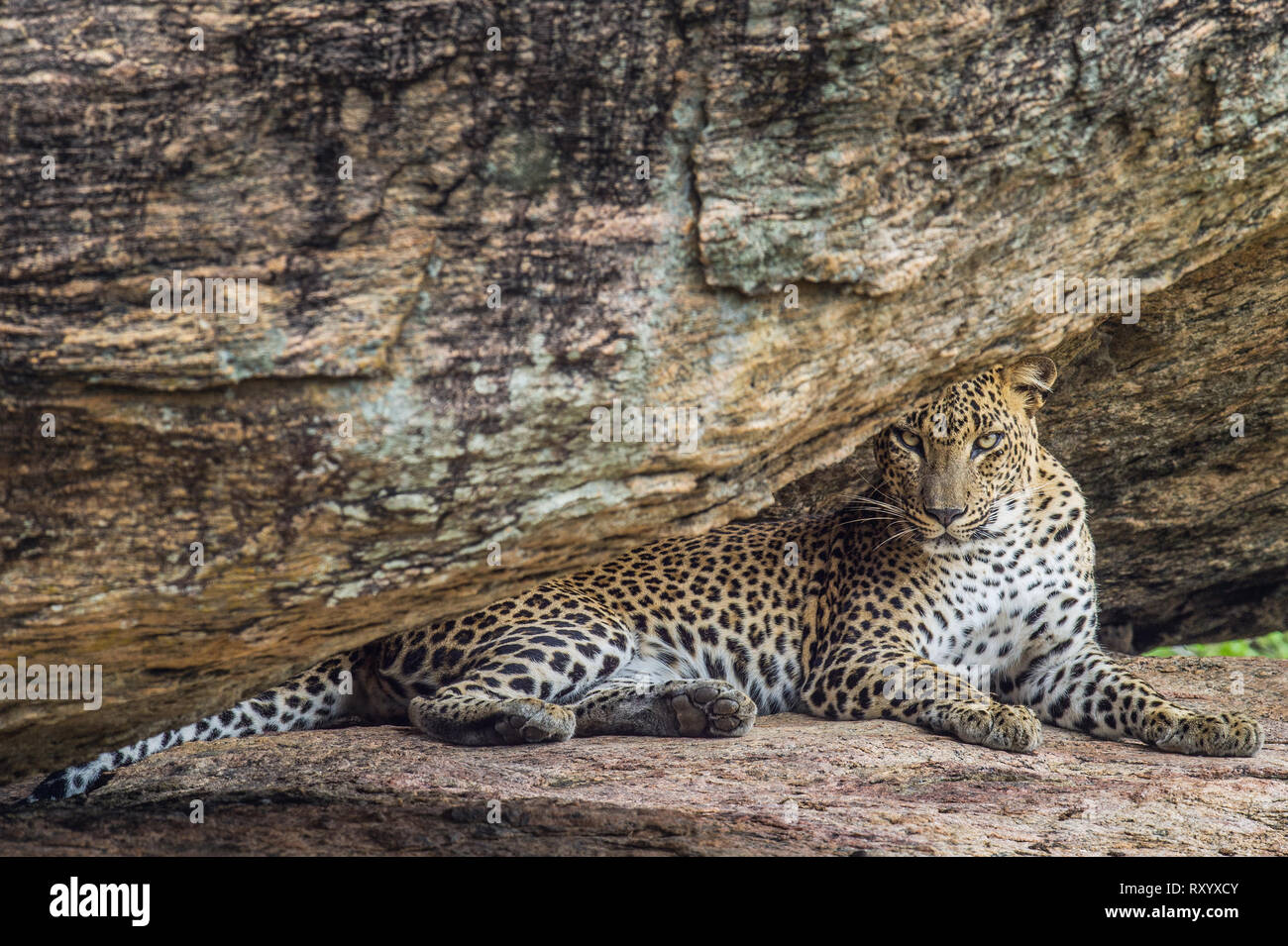 Leopard on a rock. The Female of Sri Lankan leopard . Scientific name ...