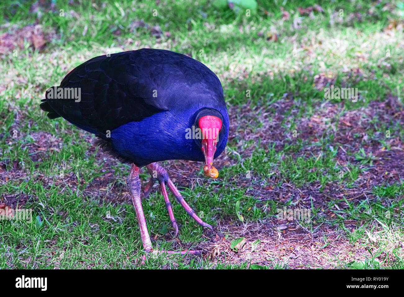 Pukeko in Hamilton, New Zealand Stock Photo - Alamy