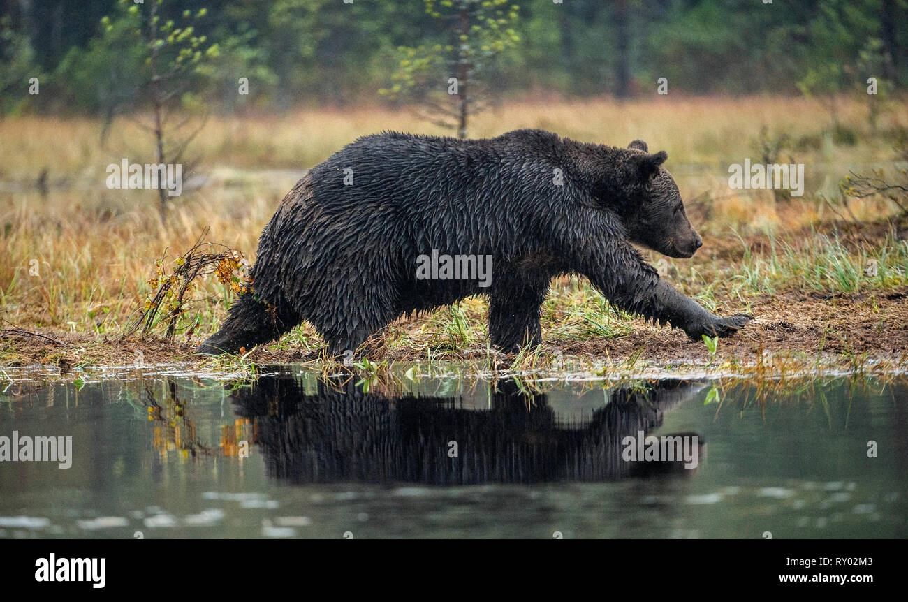 A brown bear on the bog. Adult Wild Big Brown Bear . Scientific name ...