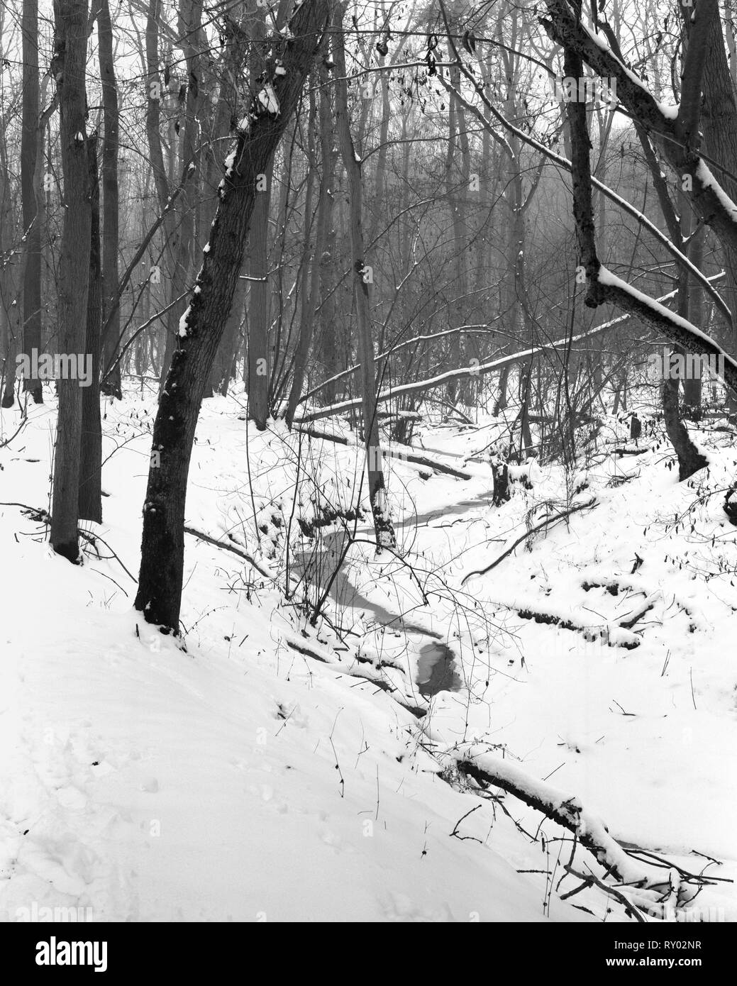 Gransden and Waresley Wood Cambridgeshire England in snow Stock Photo ...