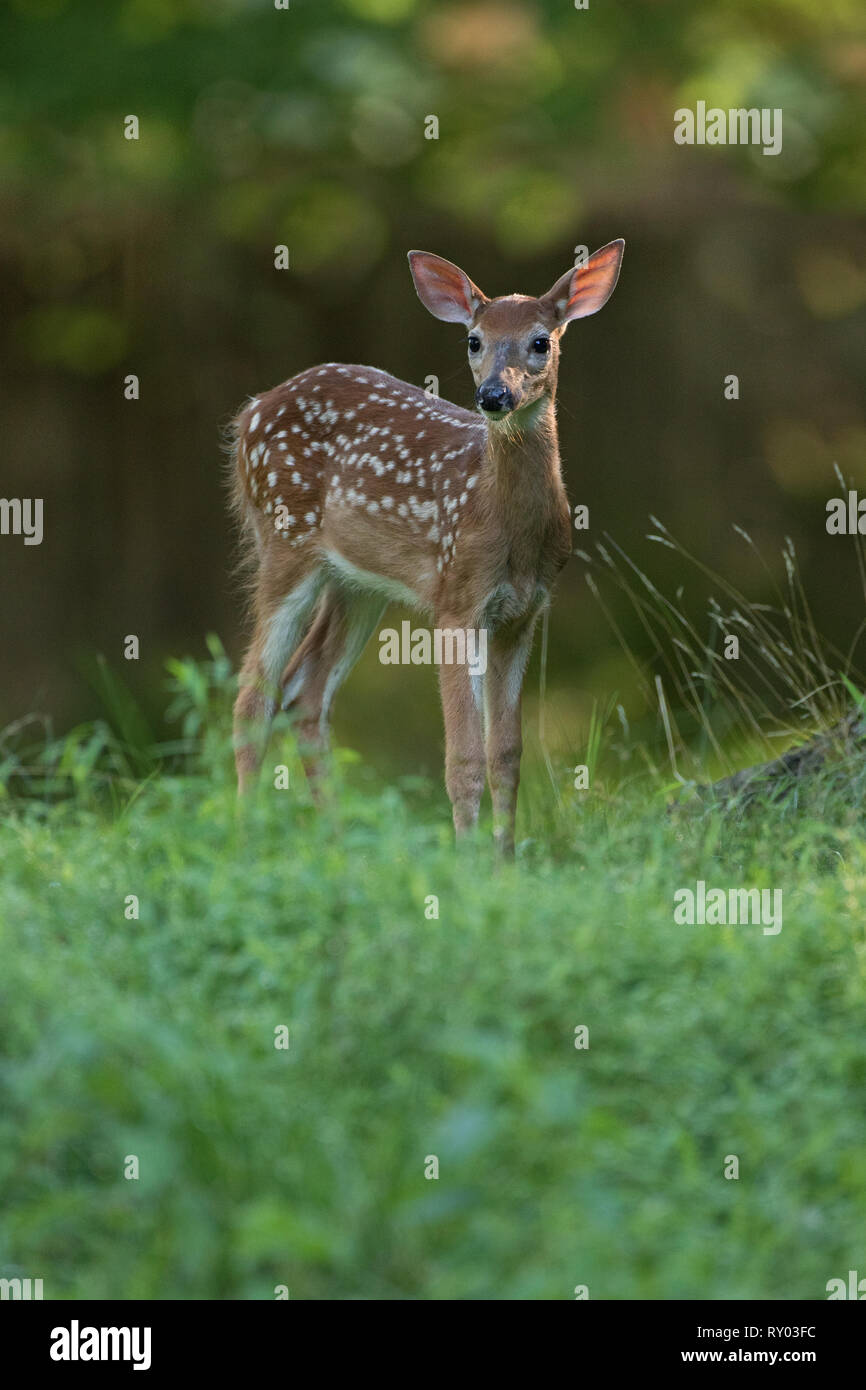 Fawn at Dawn Stock Photo - Alamy