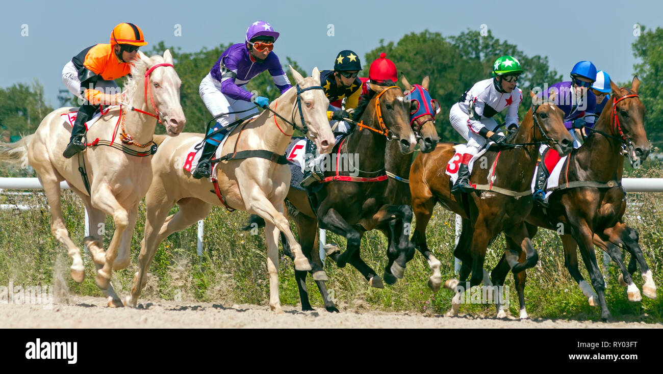 Race horse head hi-res stock photography and images - Alamy