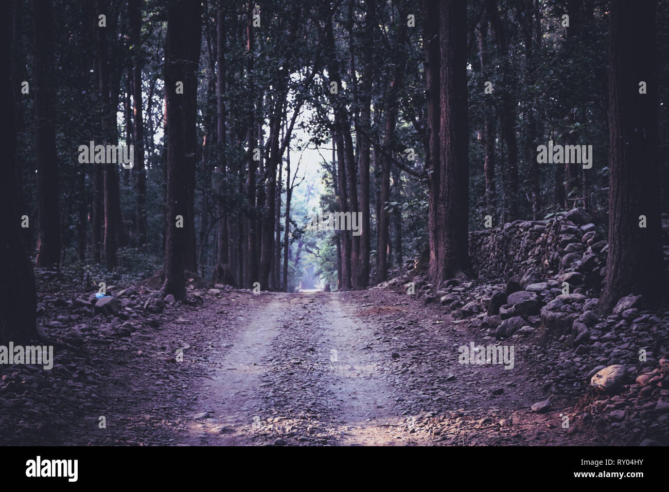 path through the forest Stock Photo - Alamy