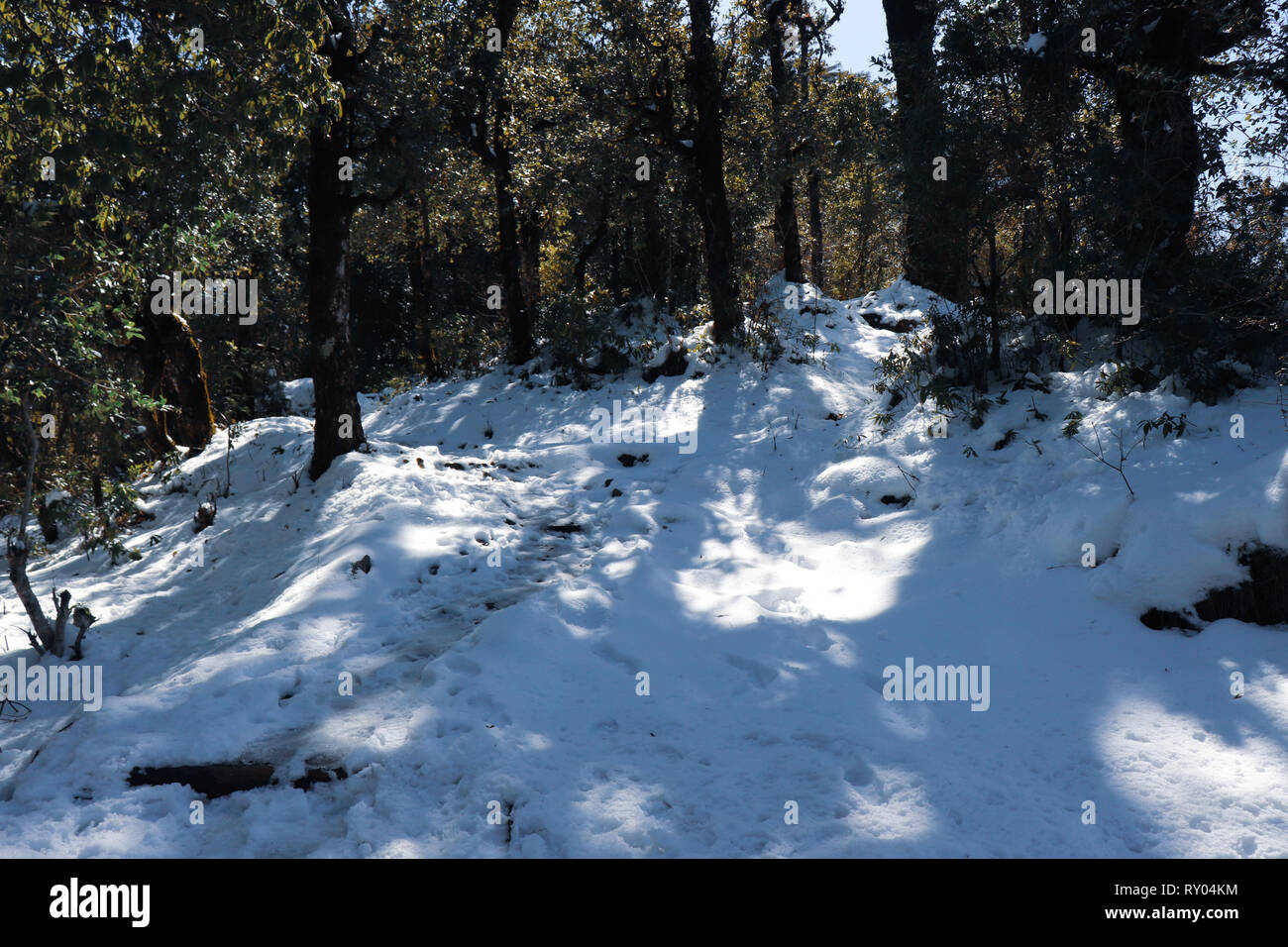 Snow tree india hi-res stock photography and images - Alamy