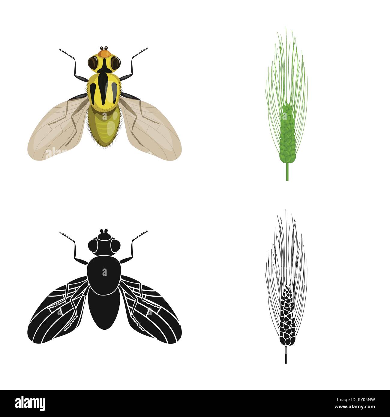 Fly barley insect pest Stock Vector Images - Alamy