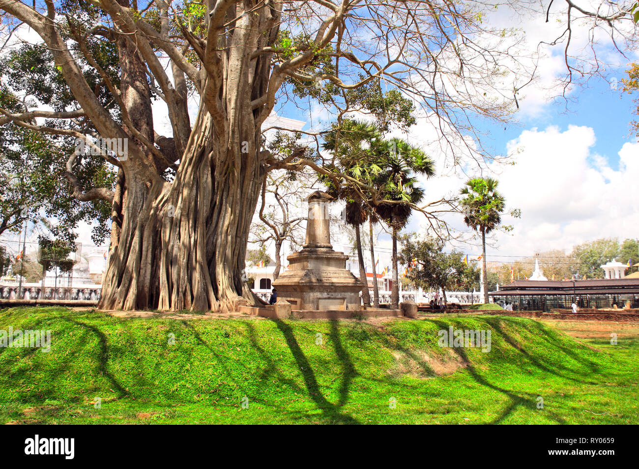 Giant tree and ancient stone stupa in park near to Chedi stupa ...