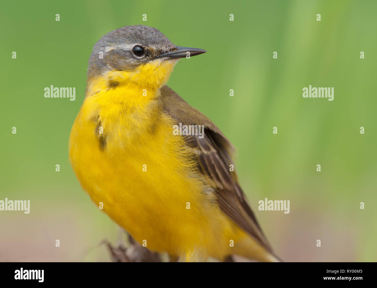 Eastern yellow wagtail hi-res stock photography and images - Alamy