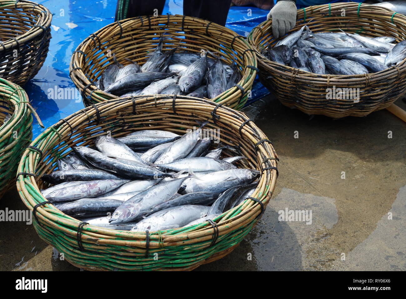 Selection of fresh Mackerel fish for sale at Seafood Market Stock Photo ...
