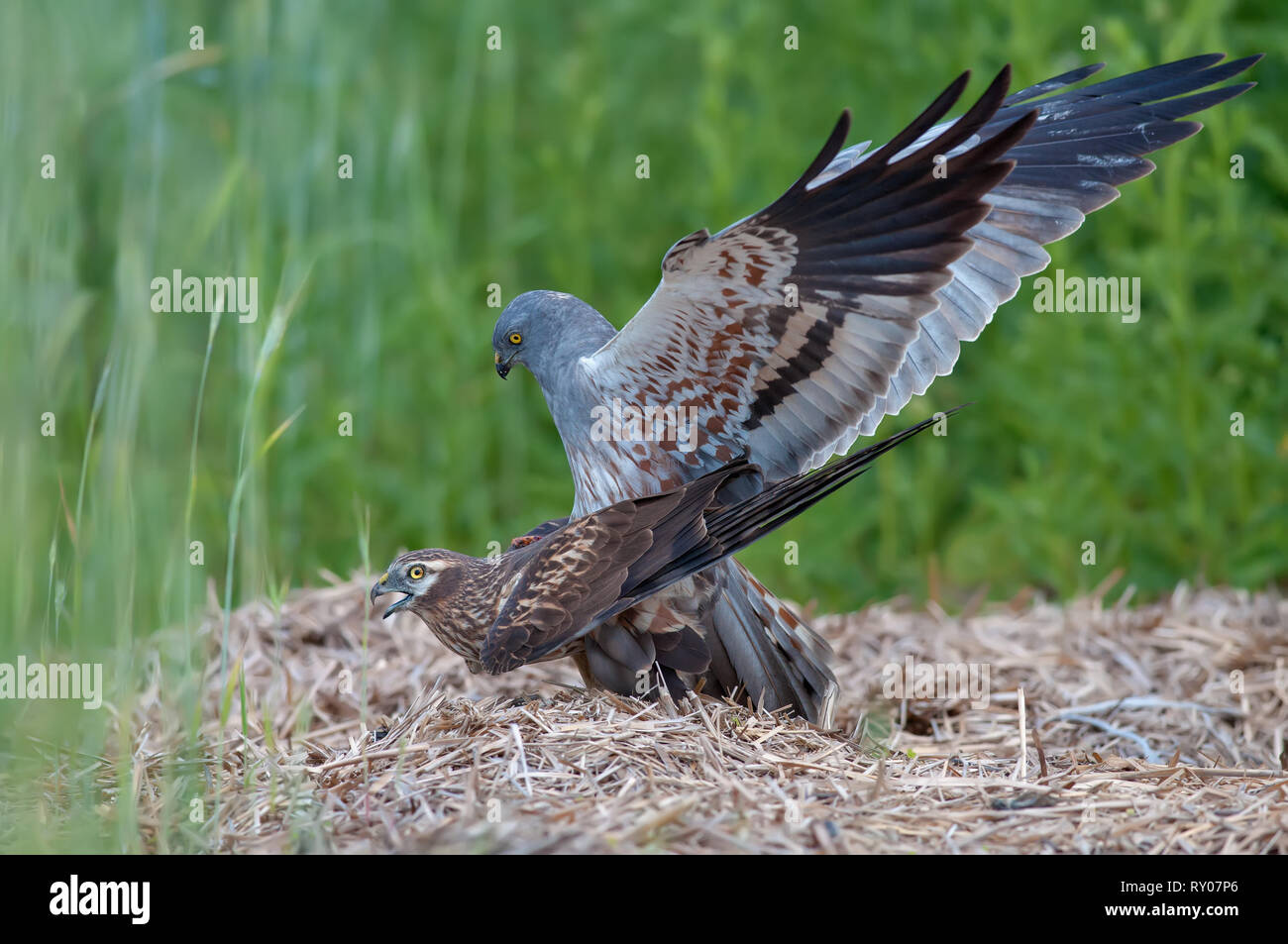 Montagu’s harrier male and female mating time Stock Photo - Alamy
