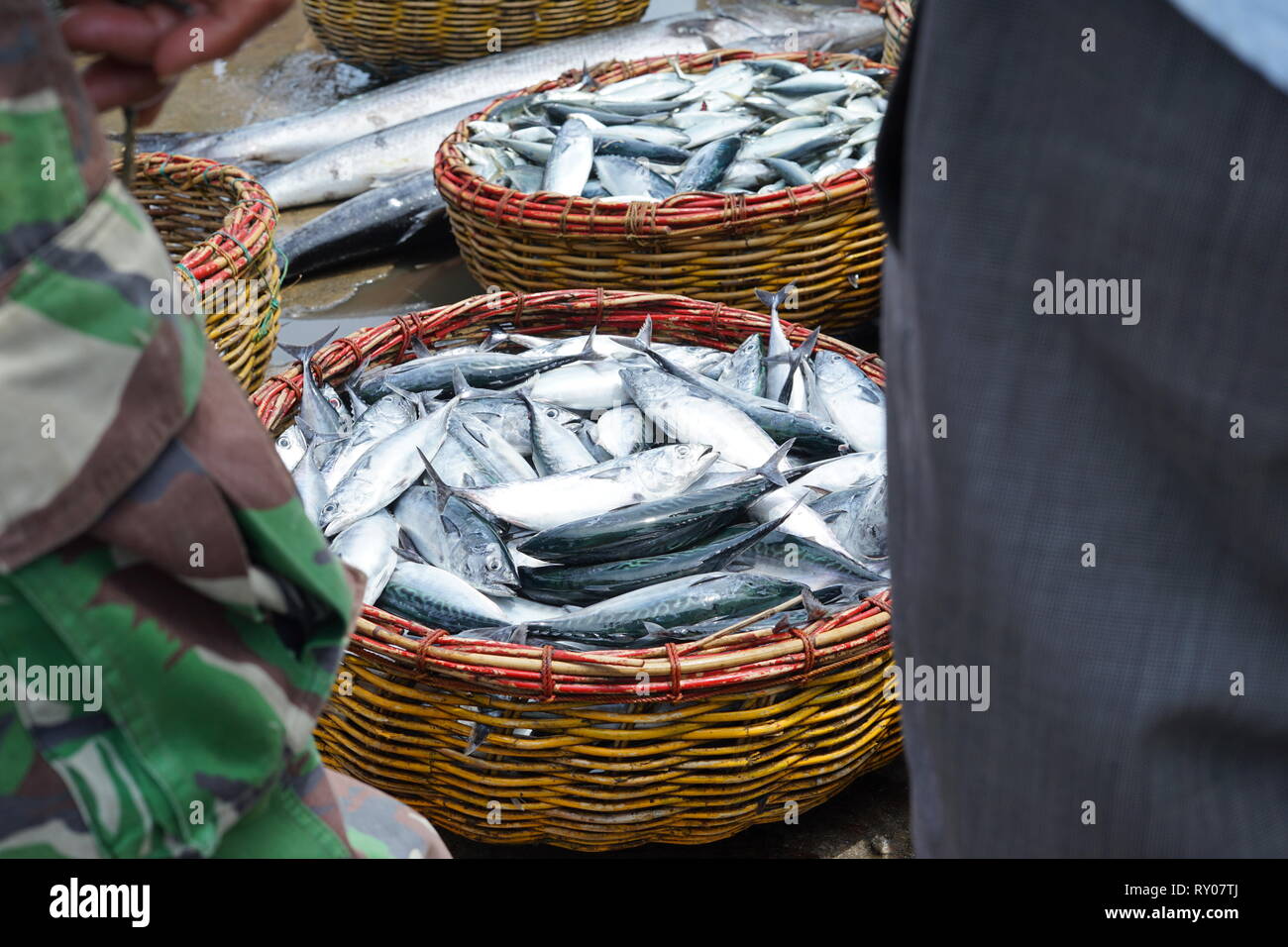 Selection of fresh Mackerel fish for sale at Seafood Market Stock Photo ...