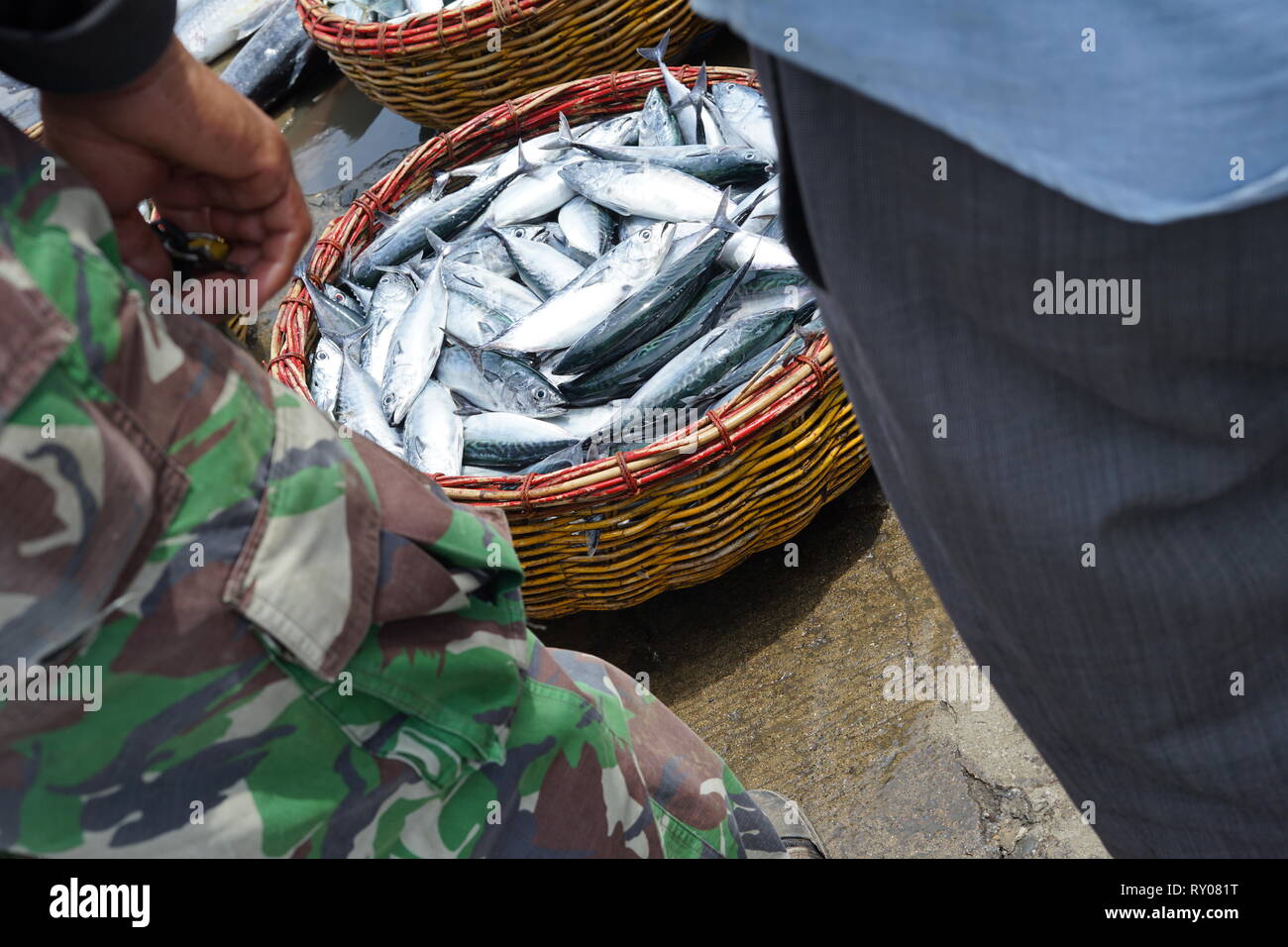 Selection of fresh Mackerel fish for sale at Seafood Market Stock Photo ...