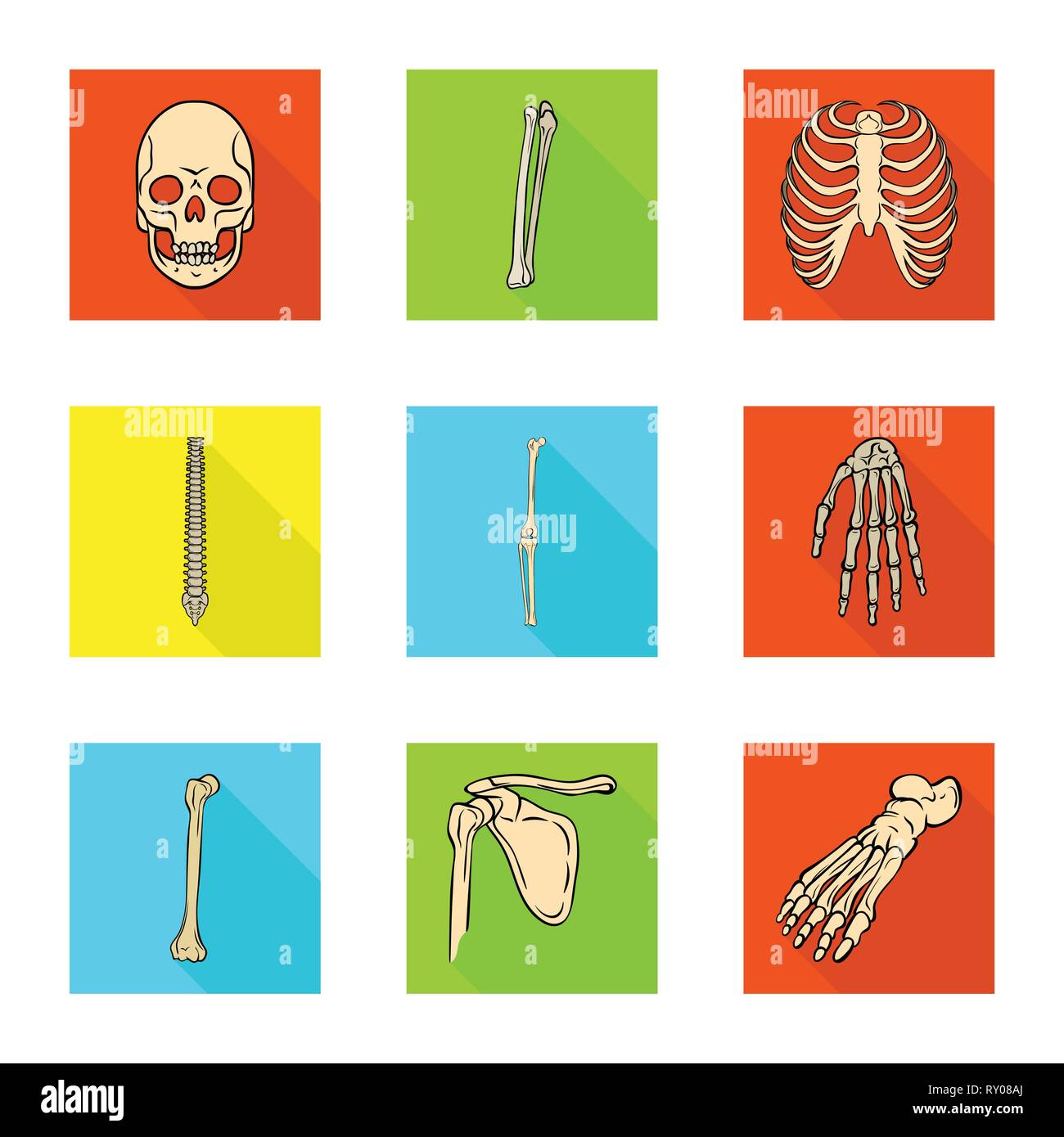 skull,femur,rib,spine,knee,wrist,foot,death,cage,chiropractic,joint ...
