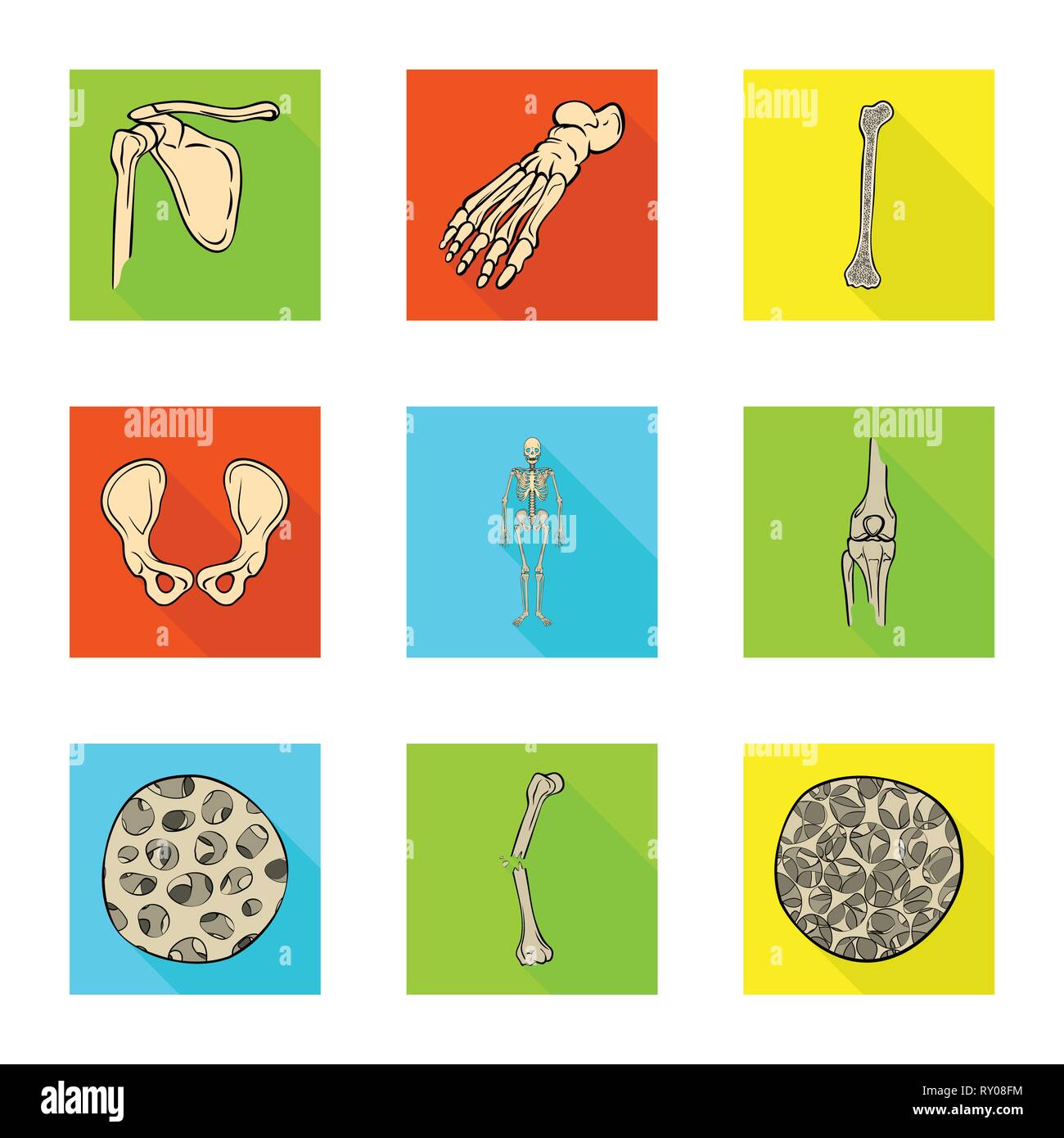 Bony Tissue Stock Vector Images - Alamy