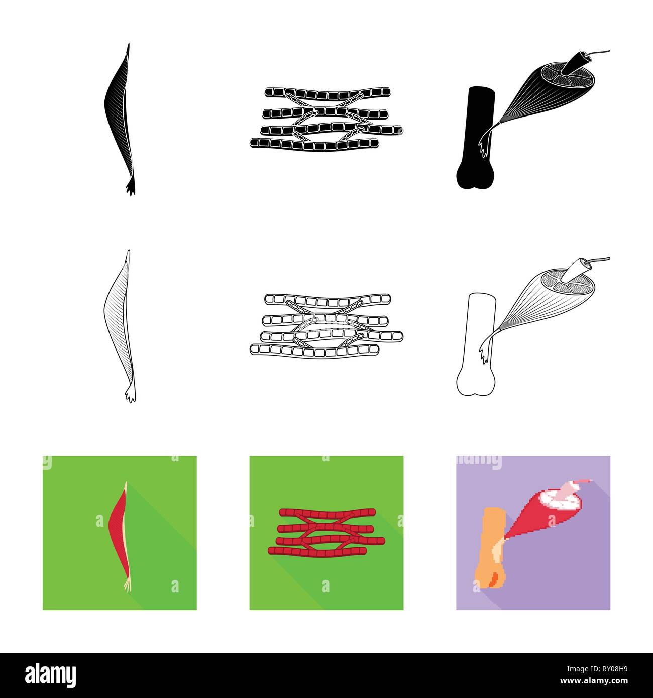 Vector illustration of fiber and muscular symbol. Set of fiber and body ...