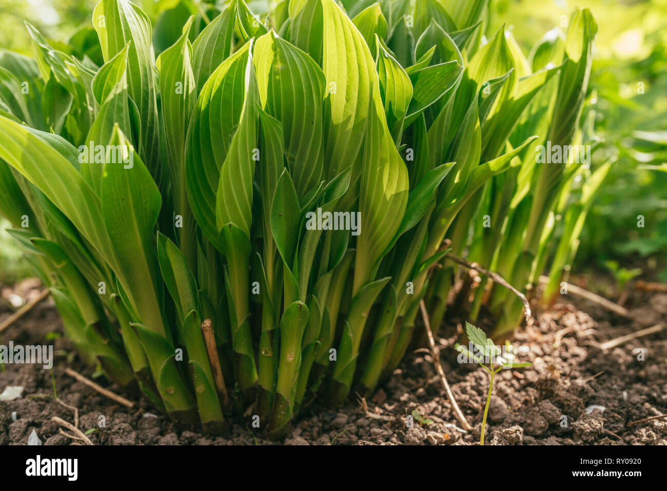 an armful of lily of the valley bush without flowers, illuminated by ...