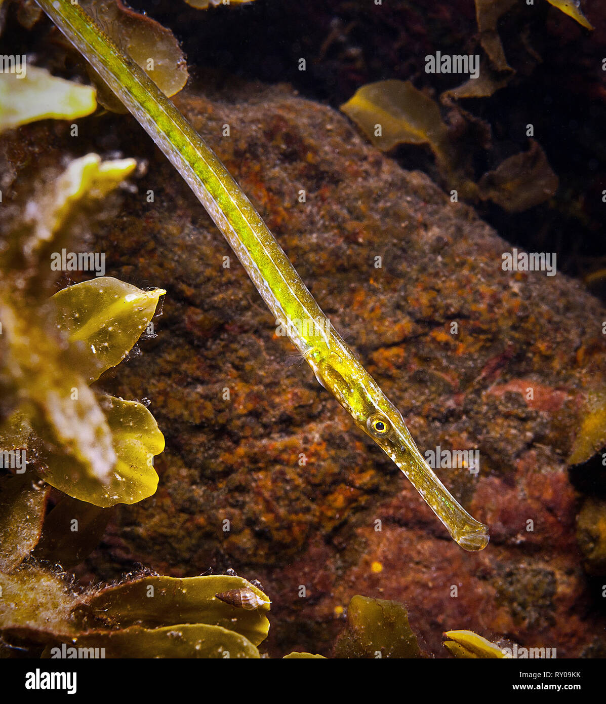 Mare Balticum High Resolution Stock Photography and Images - Alamy