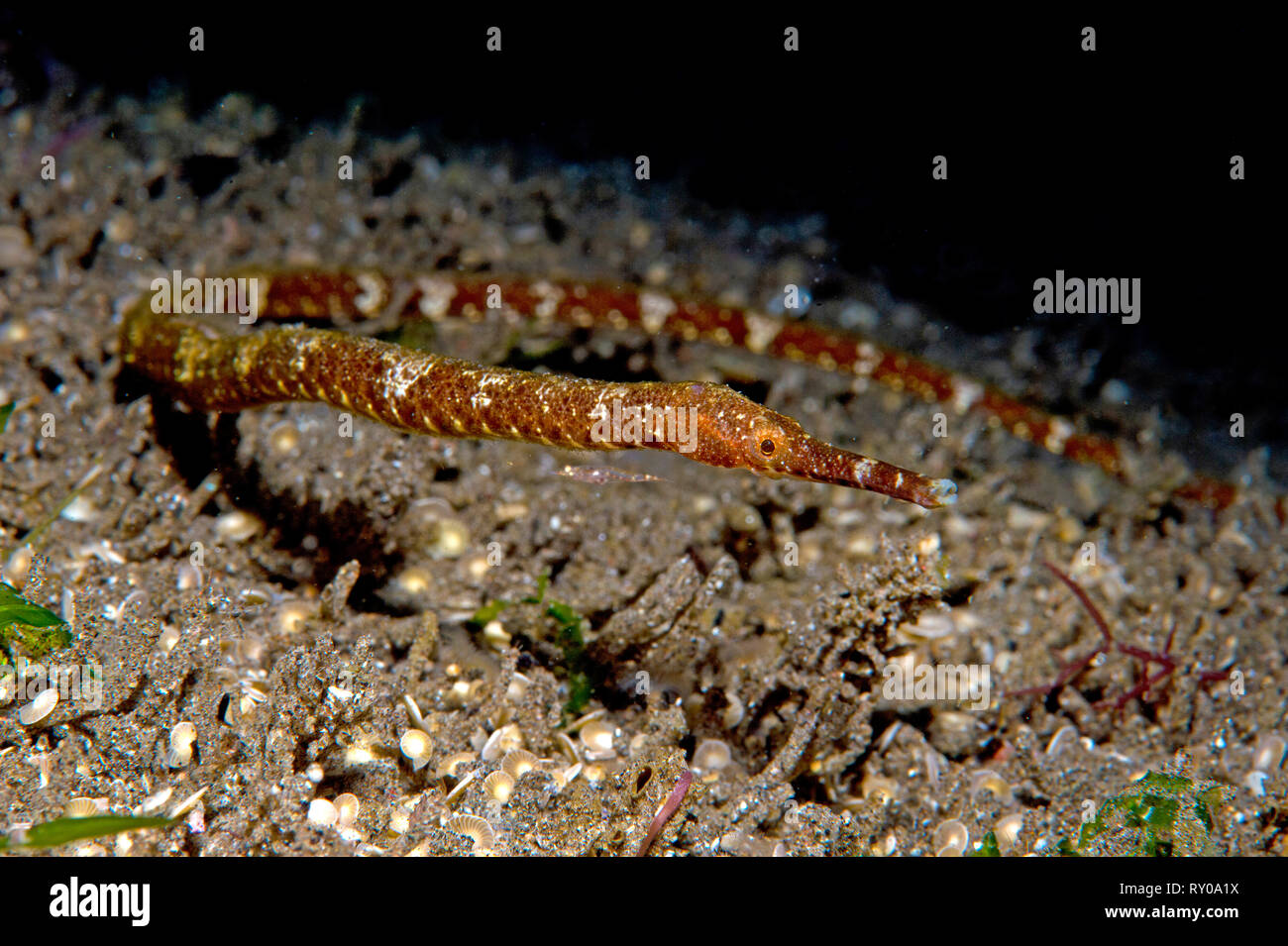 Pipefish syngnathidae hi-res stock photography and images - Alamy