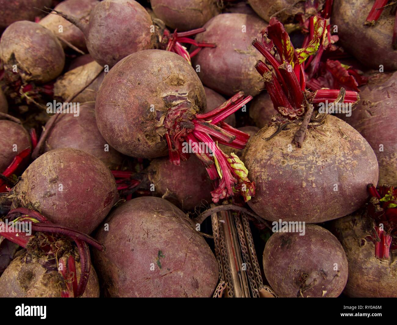 Beet, beetroot bunch background on market place in TelAviv Stock Photo ...
