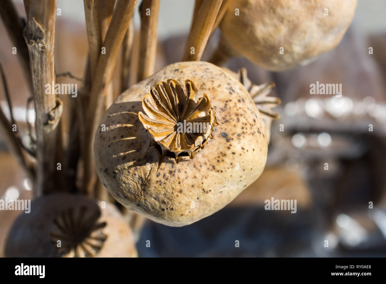 Single Dried poppy head seen in view Stock Photo - Alamy