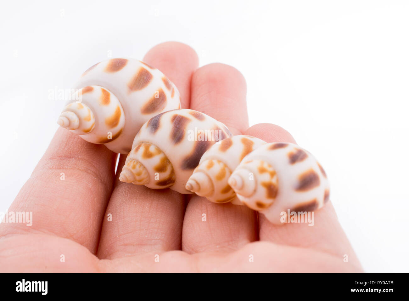 Hand holding Beautiful sea shell on a white background Stock Photo - Alamy