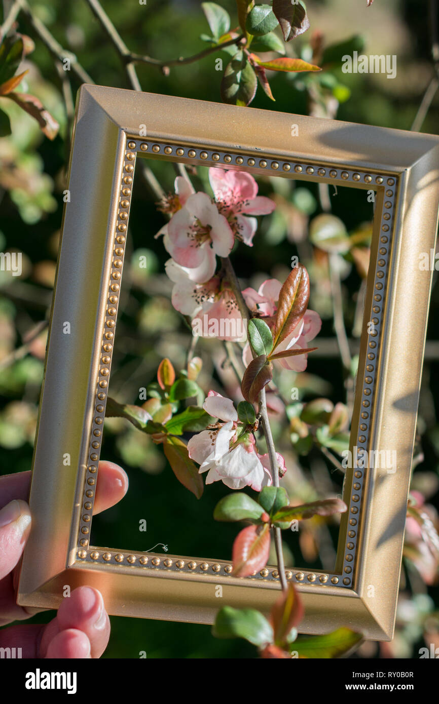 Tree bloom blossom beautiful flowers in wooden frame Stock Photo - Alamy