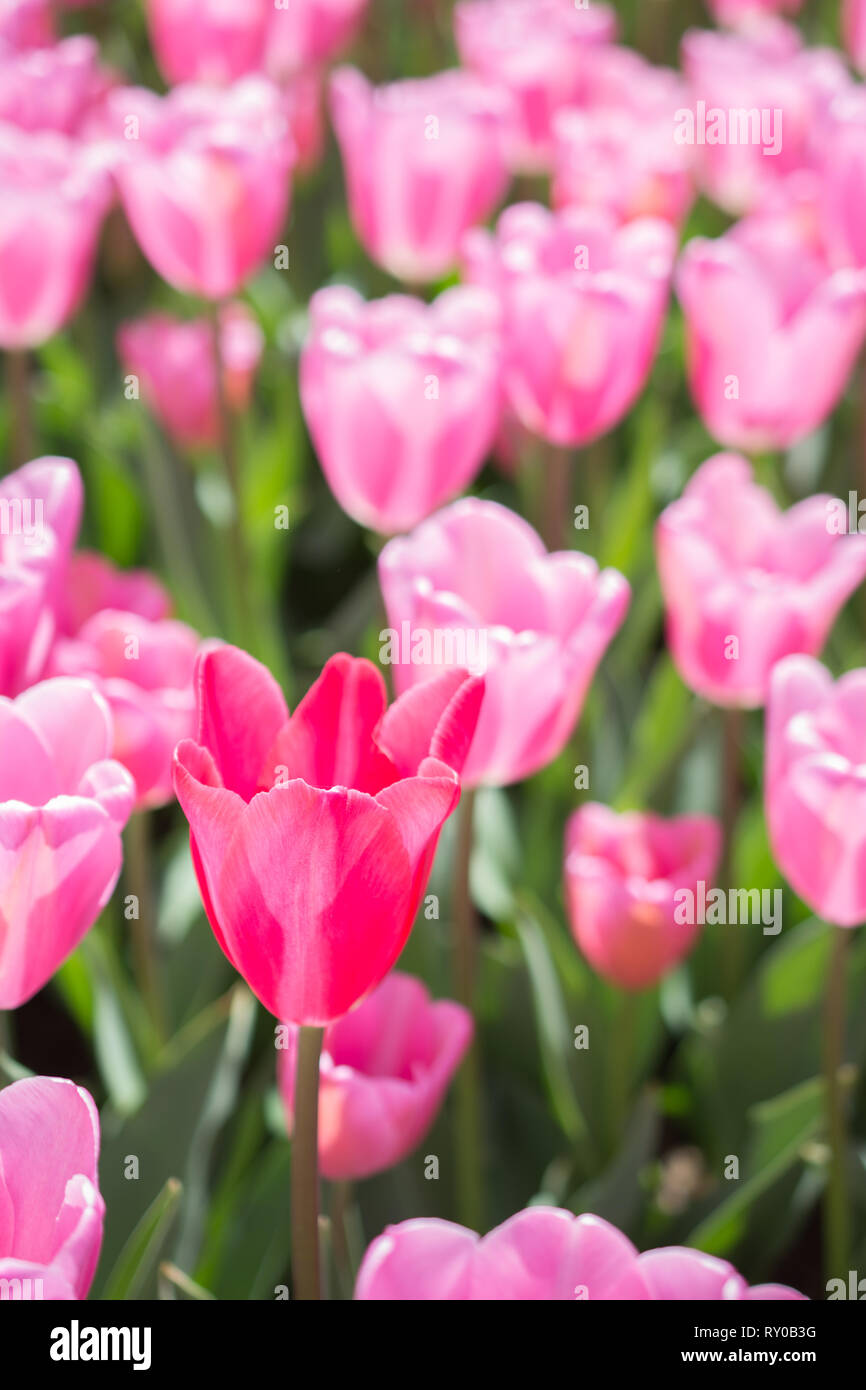 Tulip Flowers Blooming in Spring Season Stock Photo - Alamy
