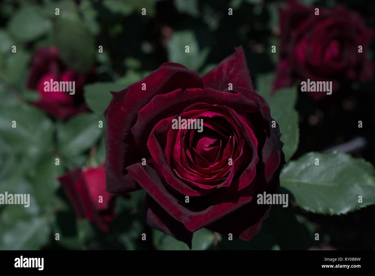 Beautiful colorful Rose Flower on garden background Stock Photo - Alamy