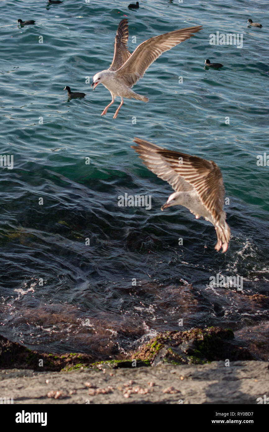 Close up seagul on shore hi-res stock photography and images - Alamy