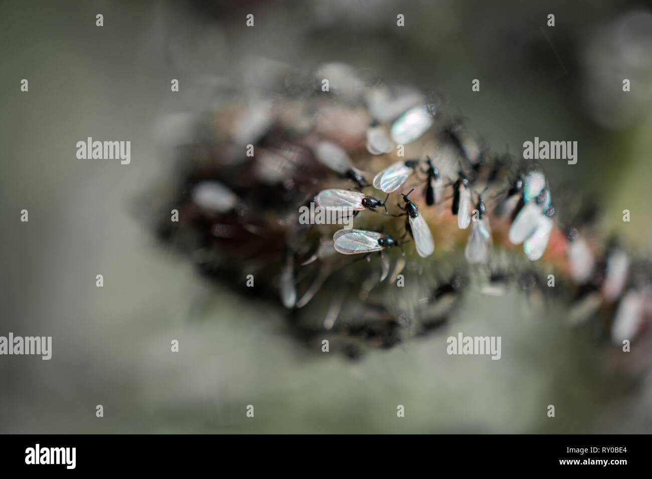 A swarm of flying ants gather on a floral plant Stock Photo - Alamy
