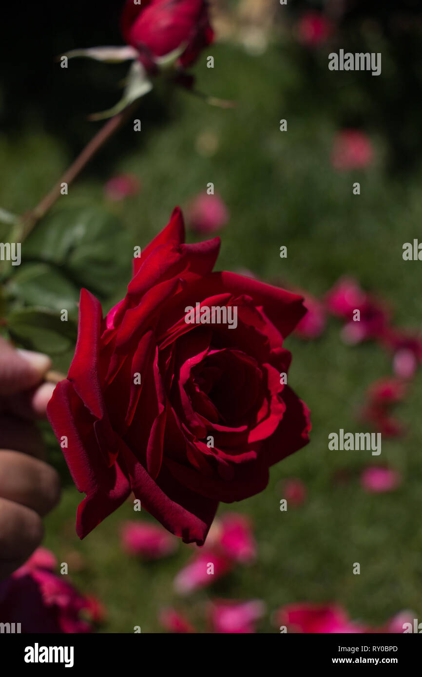 Beautiful colorful rose in hand Stock Photo - Alamy