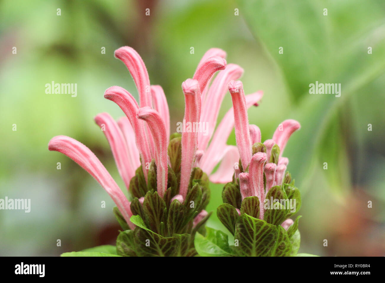 Beautiful Brazilian Blume flowers in nature background Stock Photo - Alamy