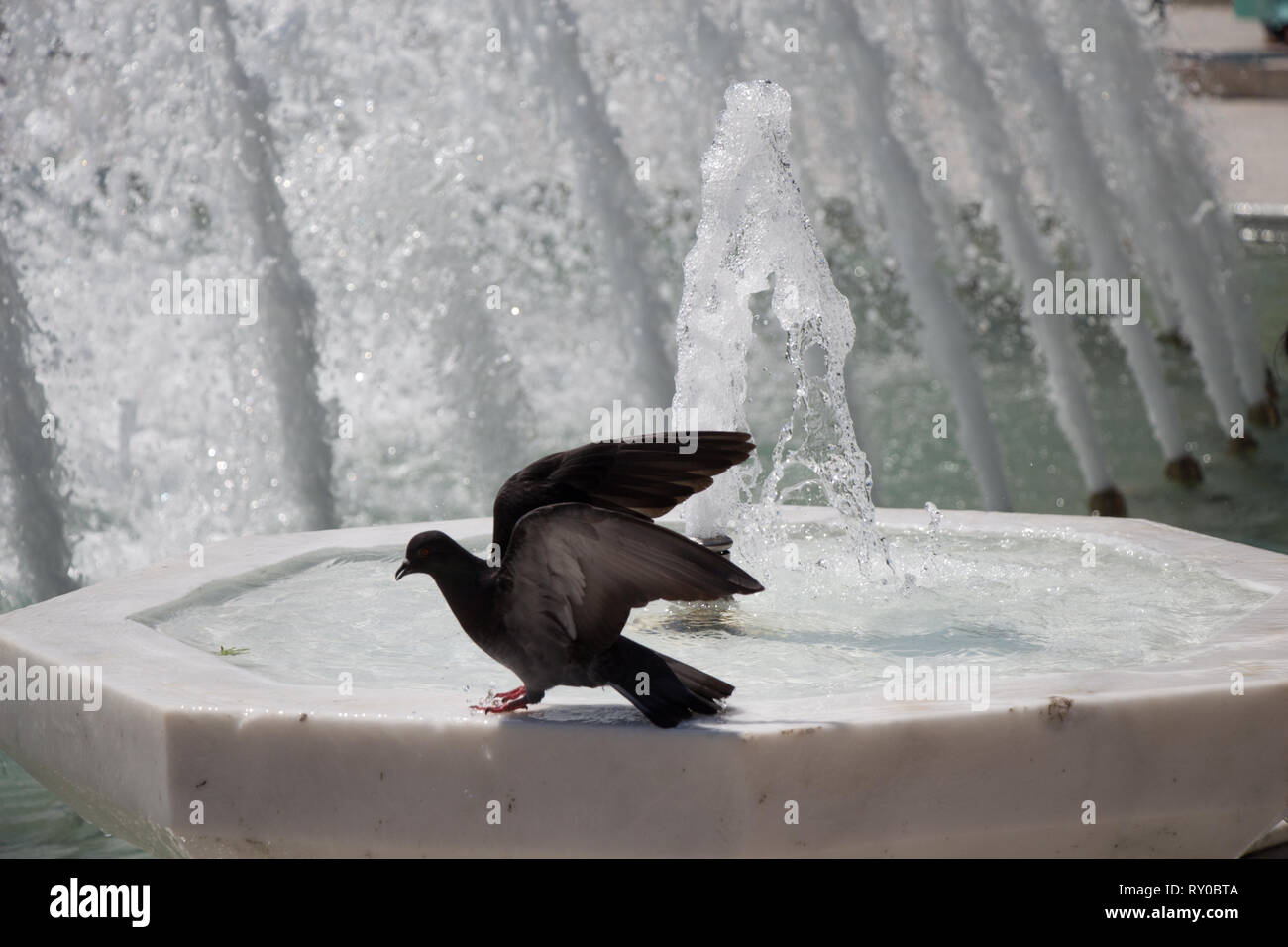 City pigeon by the side of water at a fountain Stock Photo - Alamy