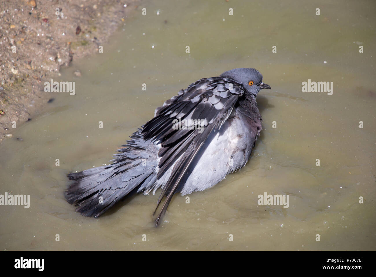 City pigeons bath in the muddy water Stock Photo - Alamy