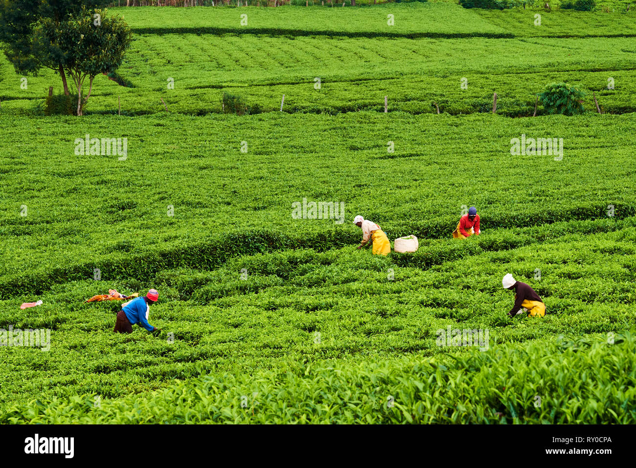 Kenya, Kericho county, Kericho, tea picker picking tea leaves Stock ...