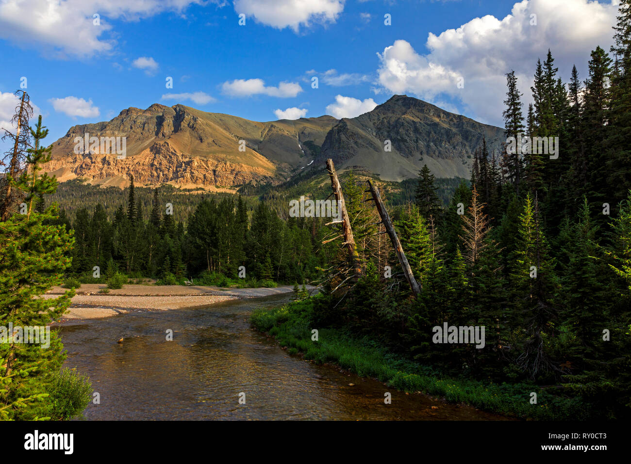 In this shot picturesque Two Medicine Creek winds through the forest of ...