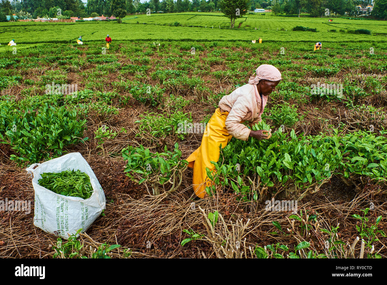 Kenya, Kericho county, Kericho, tea picker picking tea leaves Stock ...