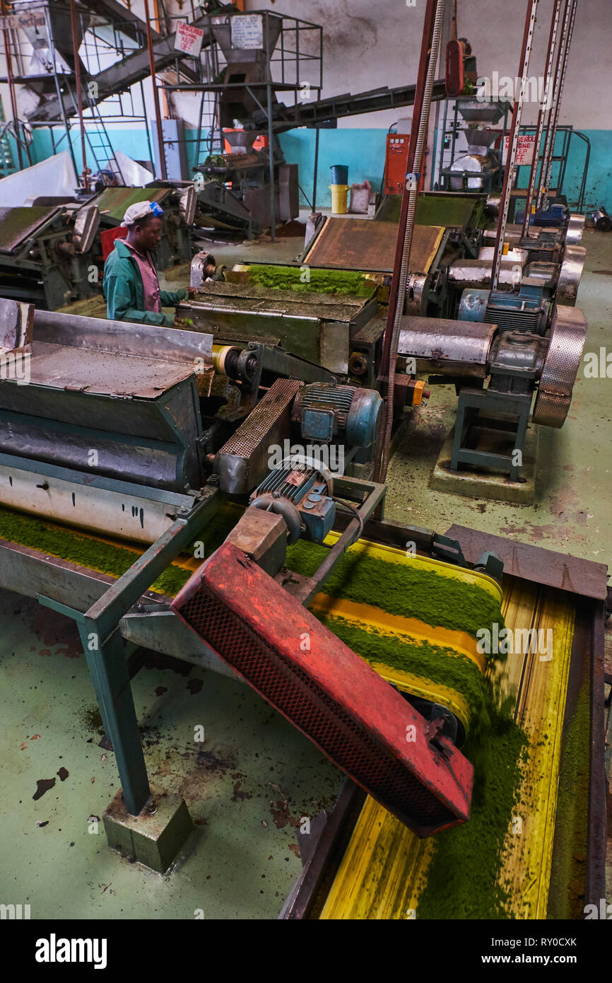 Kenya, Kericho county, Kericho, Momul tea factory of Kenya Tea ...