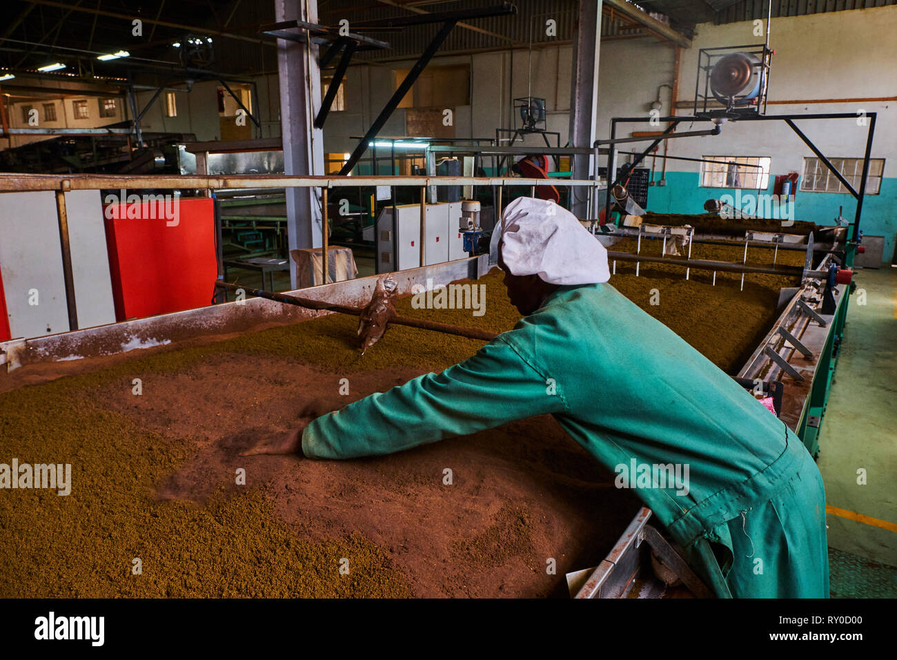 Kenya, Kericho county, Kericho, Momul tea factory of Kenya Tea ...
