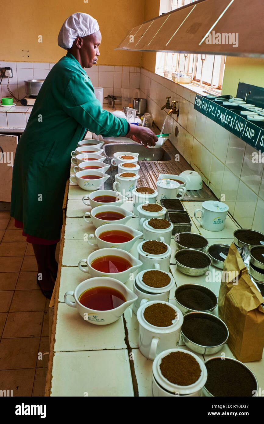 Kenya, Kericho county, Kericho, Momul tea factory of Kenya Tea ...