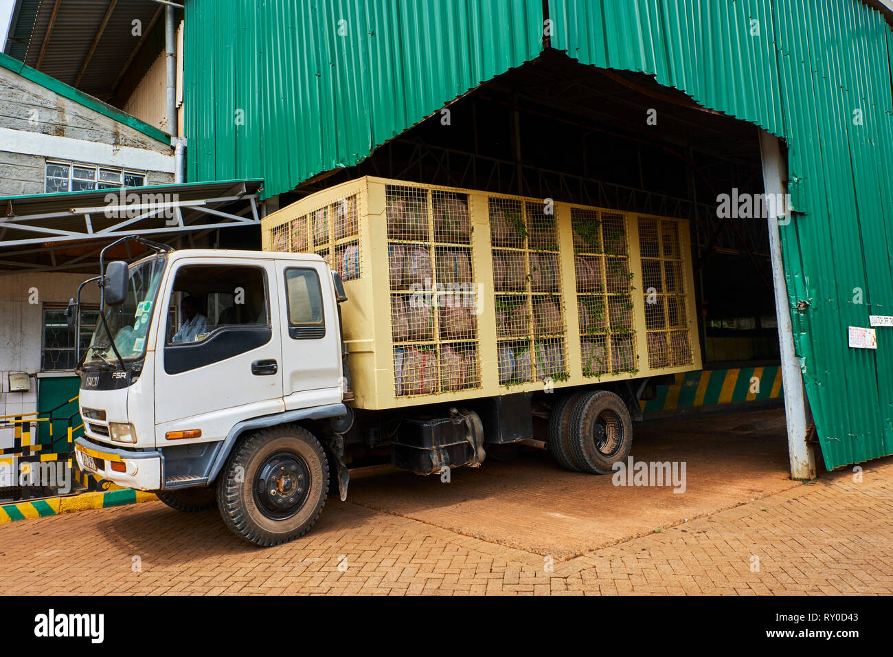 Kenya, Kericho county, Kericho, Momul tea factory of Kenya Tea ...
