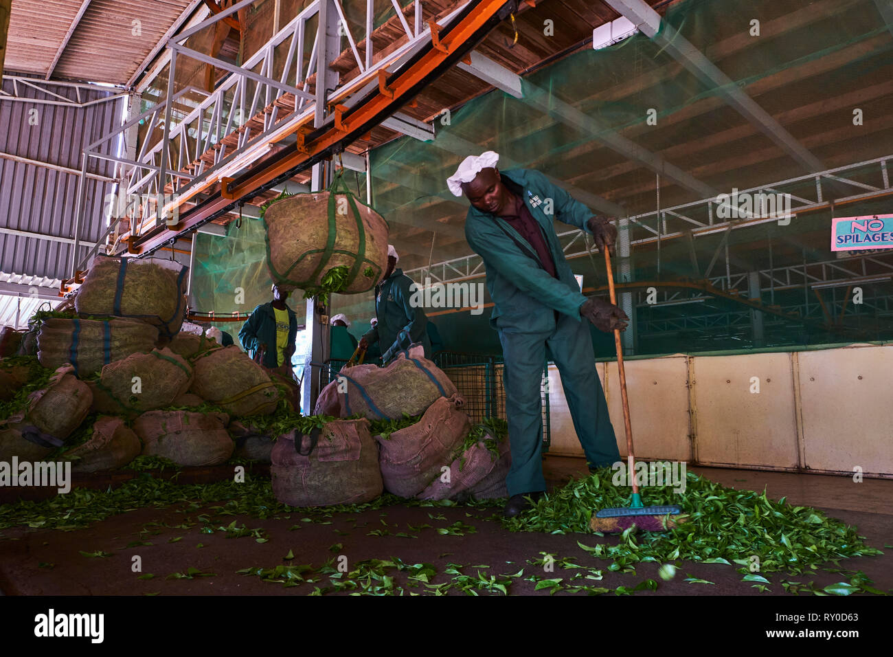 Kenya, Kericho county, Kericho, Momul tea factory of Kenya Tea ...