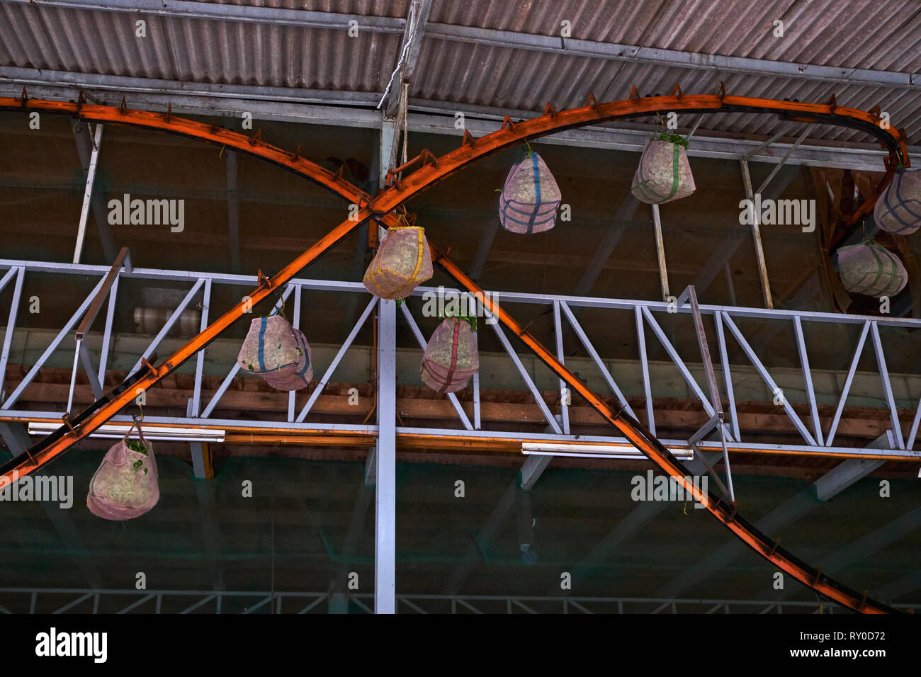 Kenya, Kericho county, Kericho, Momul tea factory of Kenya Tea ...