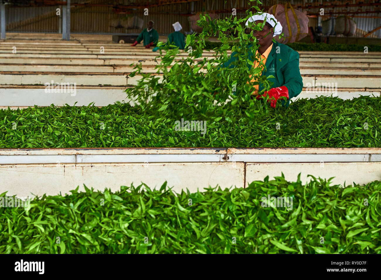 Kenya, Kericho county, Kericho, Momul tea factory of Kenya Tea ...