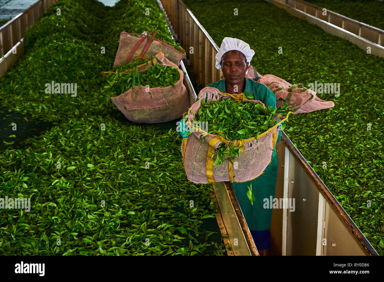 Kenya, Kericho county, Kericho, Momul tea factory of Kenya Tea ...