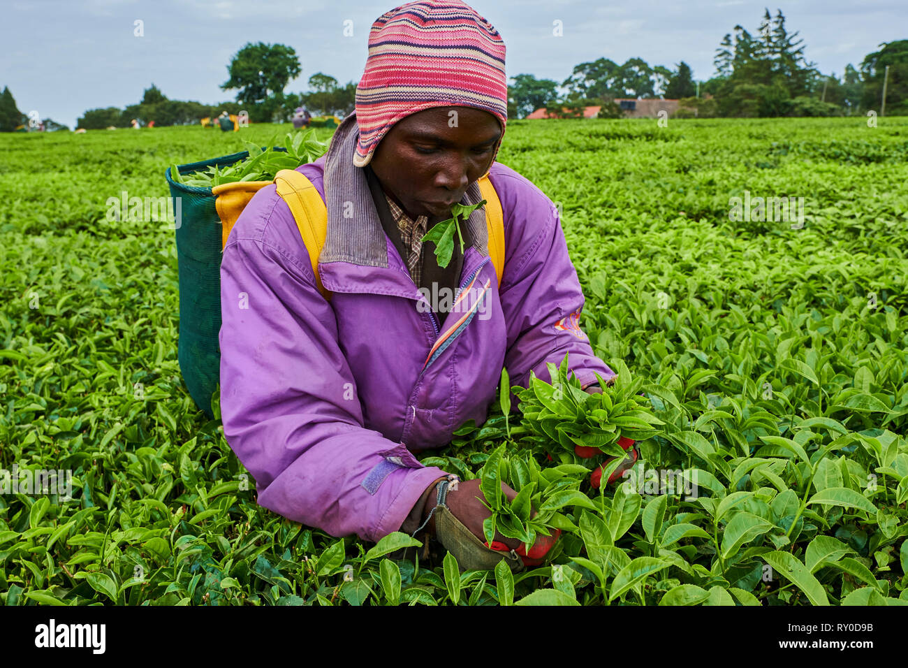 Kenya, Kericho county, Kericho, tea picker picking tea leaves Stock ...