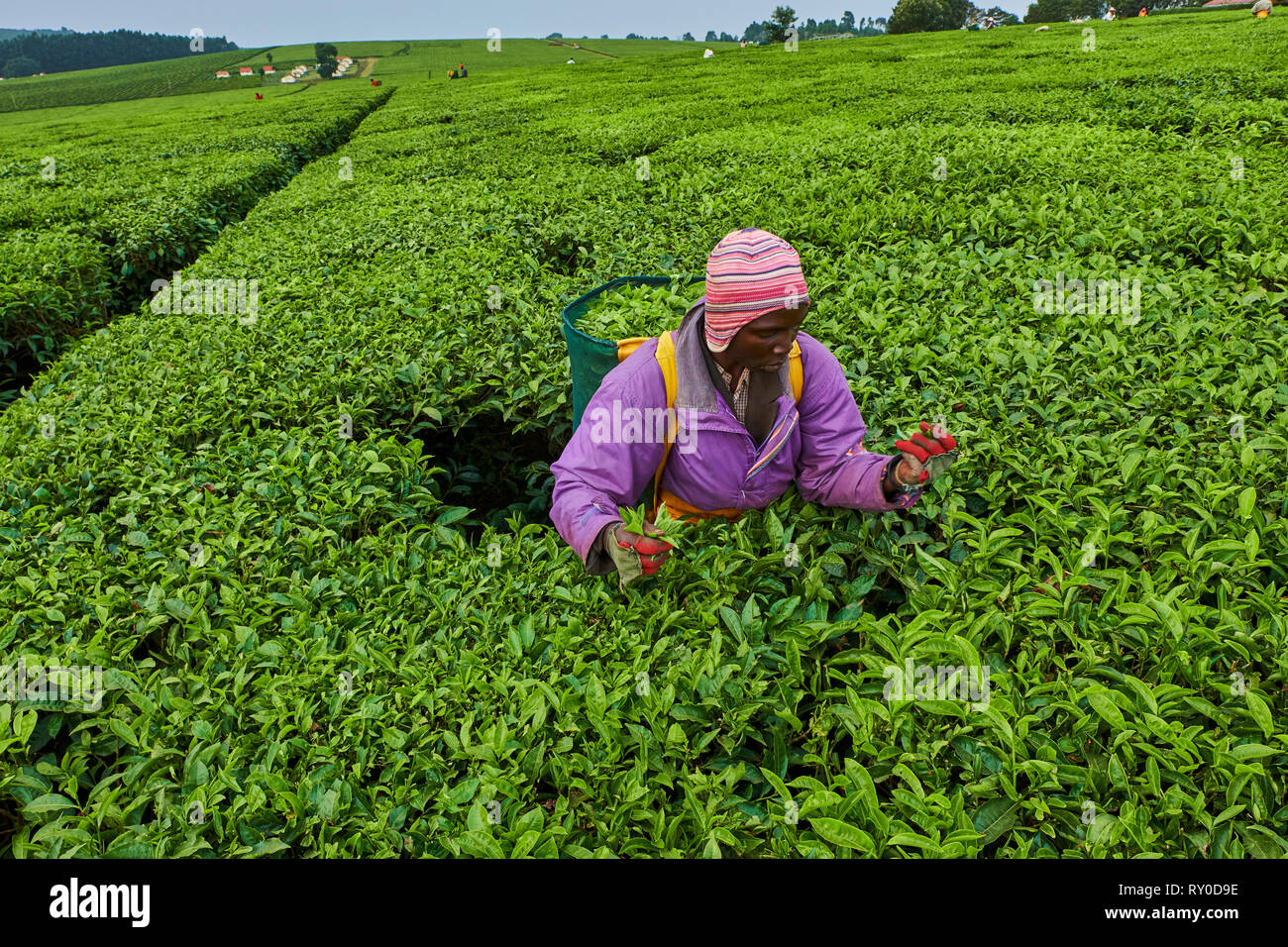 Kenya, Kericho county, Kericho, tea picker picking tea leaves Stock ...