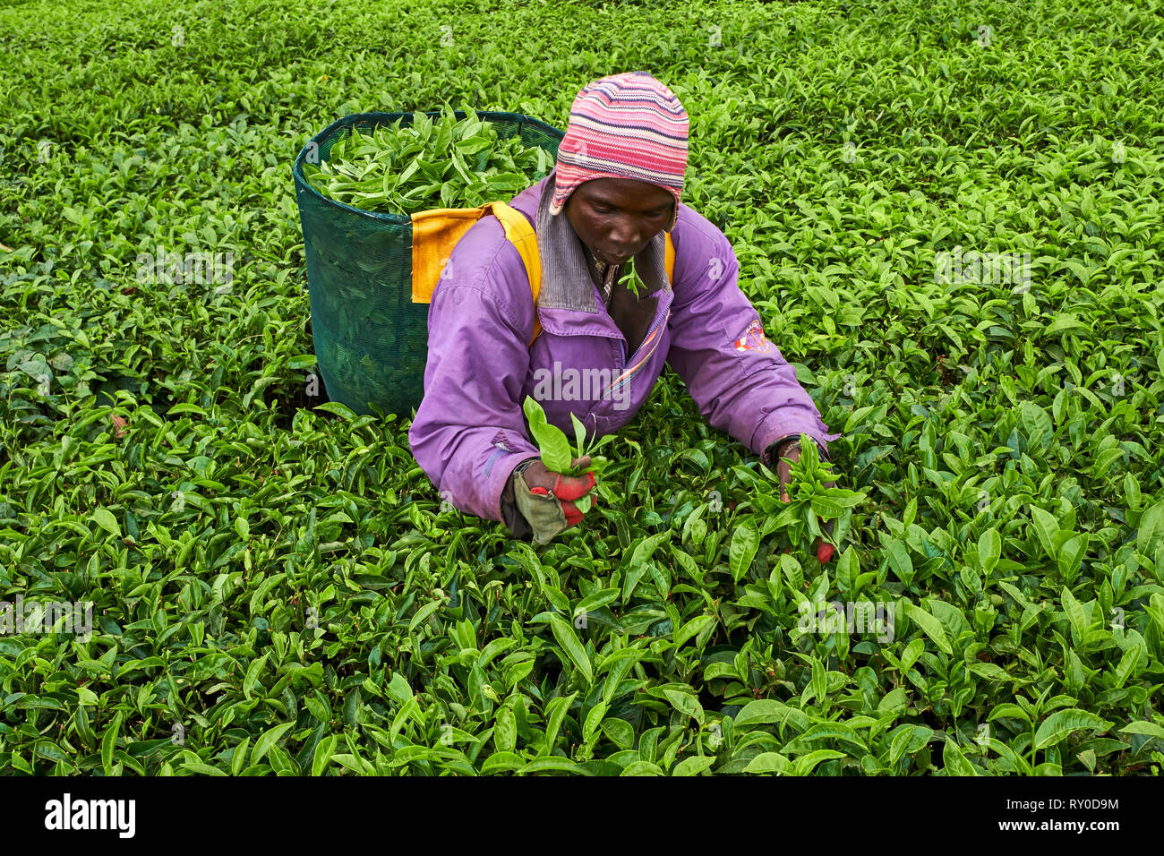 Kenya, Kericho county, Kericho, tea picker picking tea leaves Stock ...