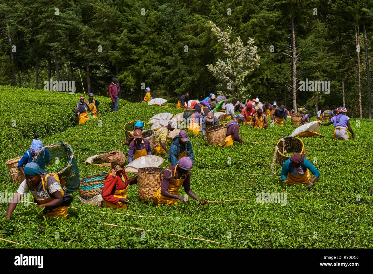 Kenya, Kericho county, Kericho, tea picker picking tea leaves Stock ...
