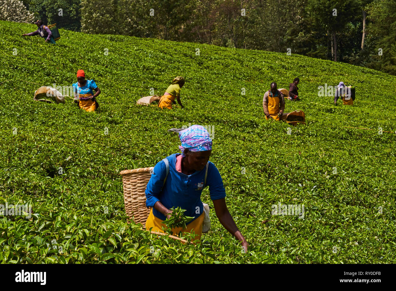 Kenya, Kericho county, Kericho, tea picker picking tea leaves Stock ...